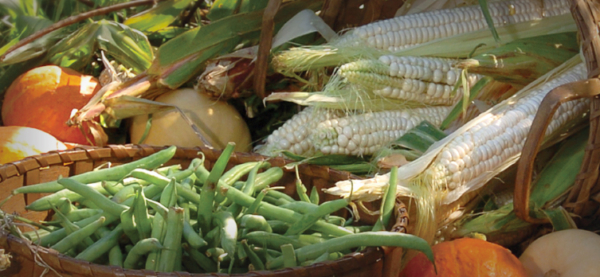 Three Sisters - Oneida Indian Nation